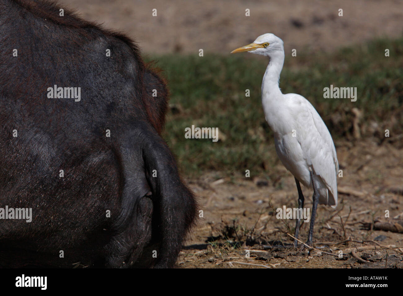 Cattle Egret with cow Stock Photo - Alamy