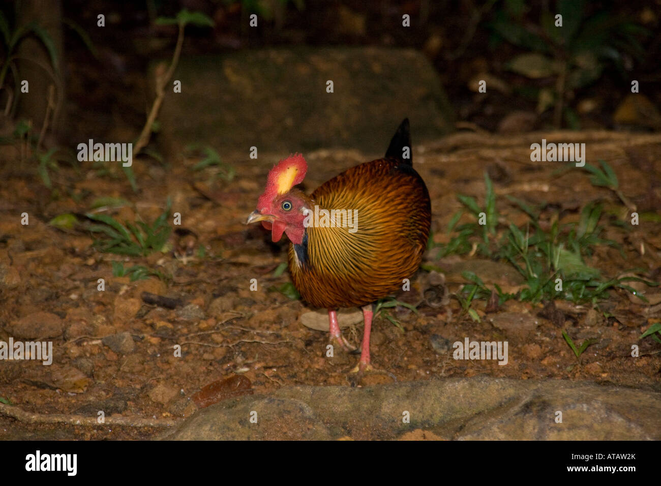 Male Ceylon Jungle Fowl related to the domestic hen Sri Lanka Stock ...