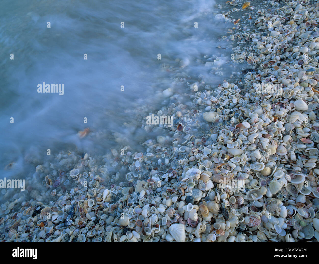 Shells at beach Sanibel Island Florida December 1998 Stock Photo - Alamy