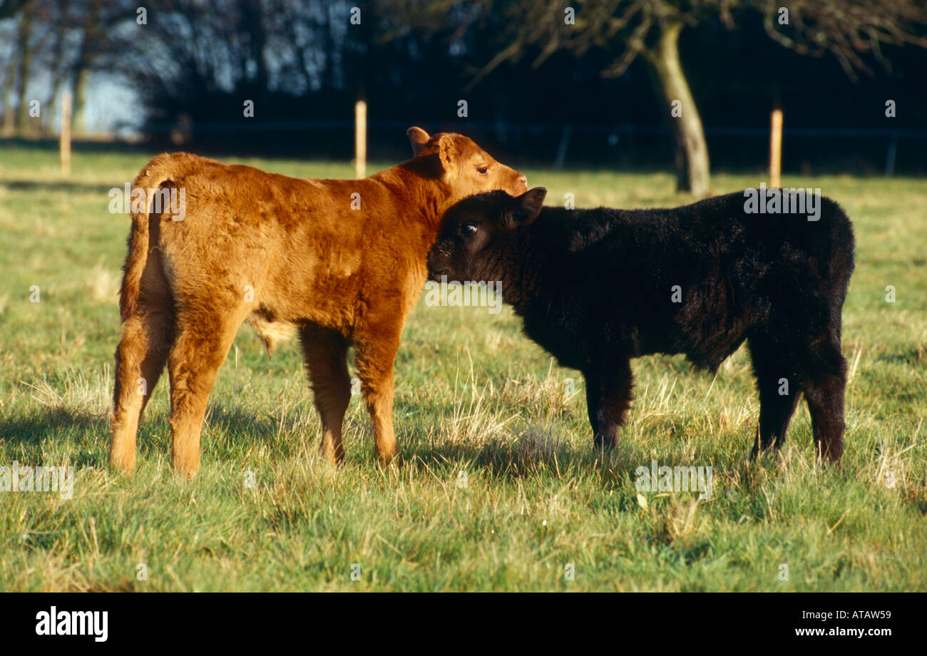 calfs cow kuehe Stock Photo - Alamy