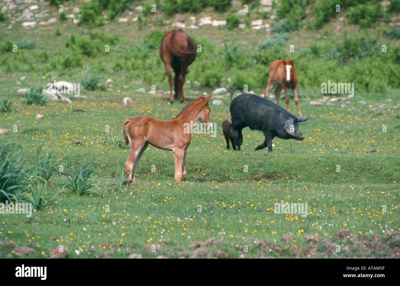 Donkey and pig hi-res stock photography and images - Alamy