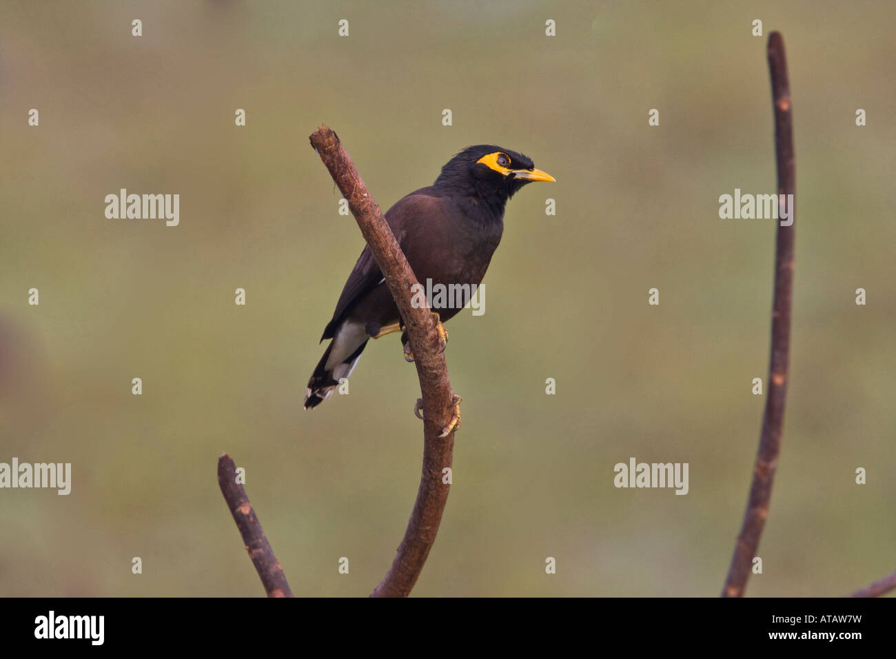 Common Myna Sri Lanka Stock Photo - Alamy
