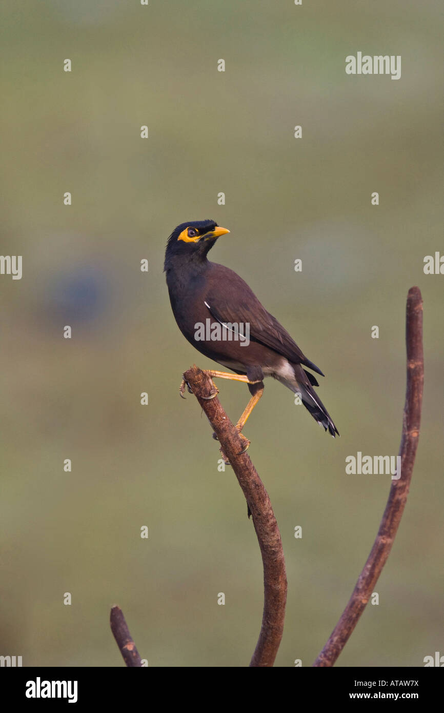 Common Myna Sri Lanka Stock Photo - Alamy