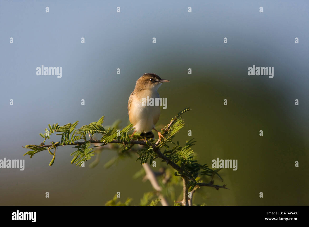 Prina inornata hi-res stock photography and images - Alamy