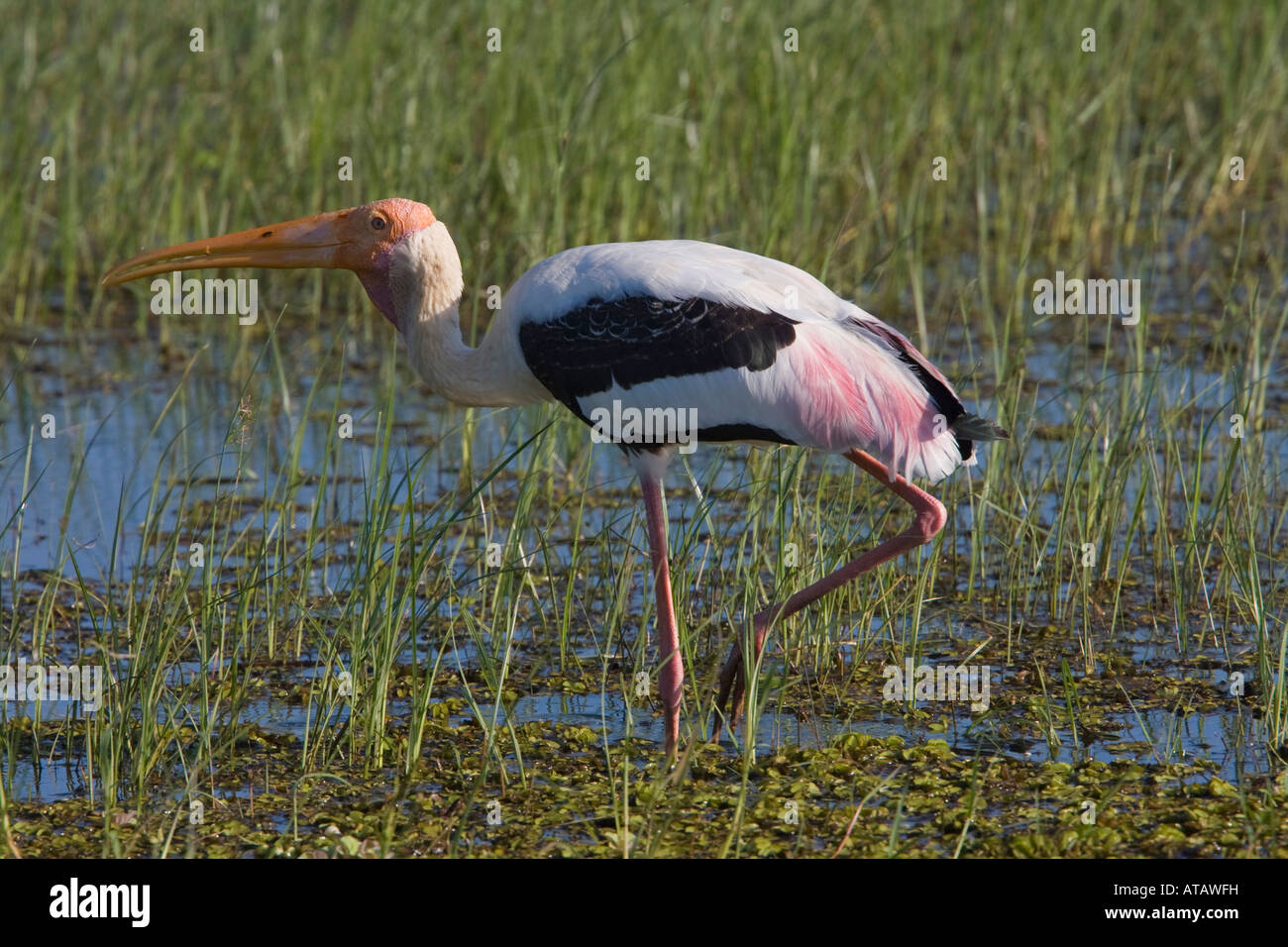 Painted Stork Sri Lanka Stock Photo - Alamy