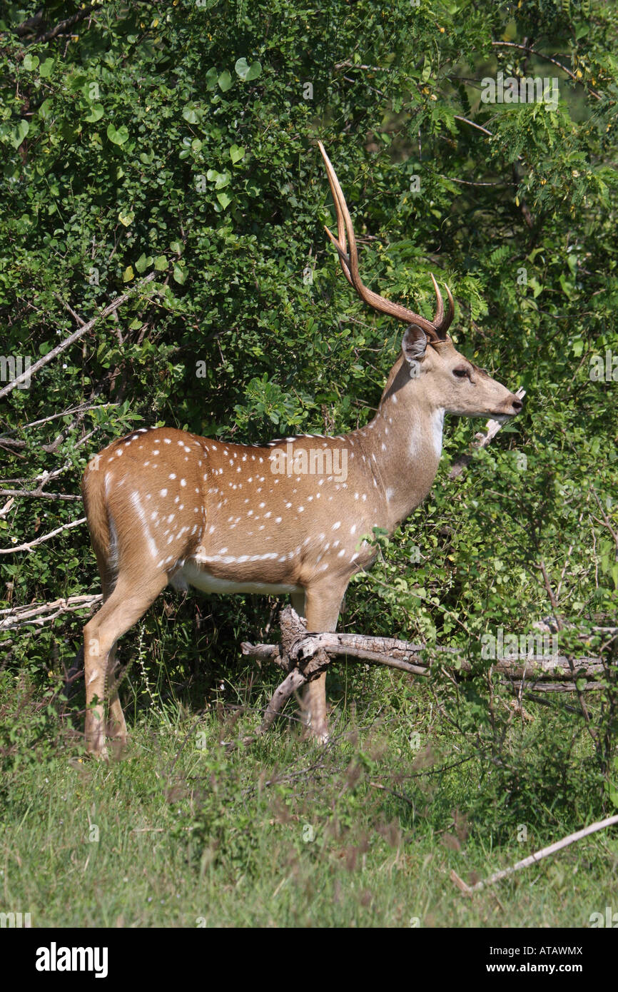 Male spotted deer Stock Photo - Alamy
