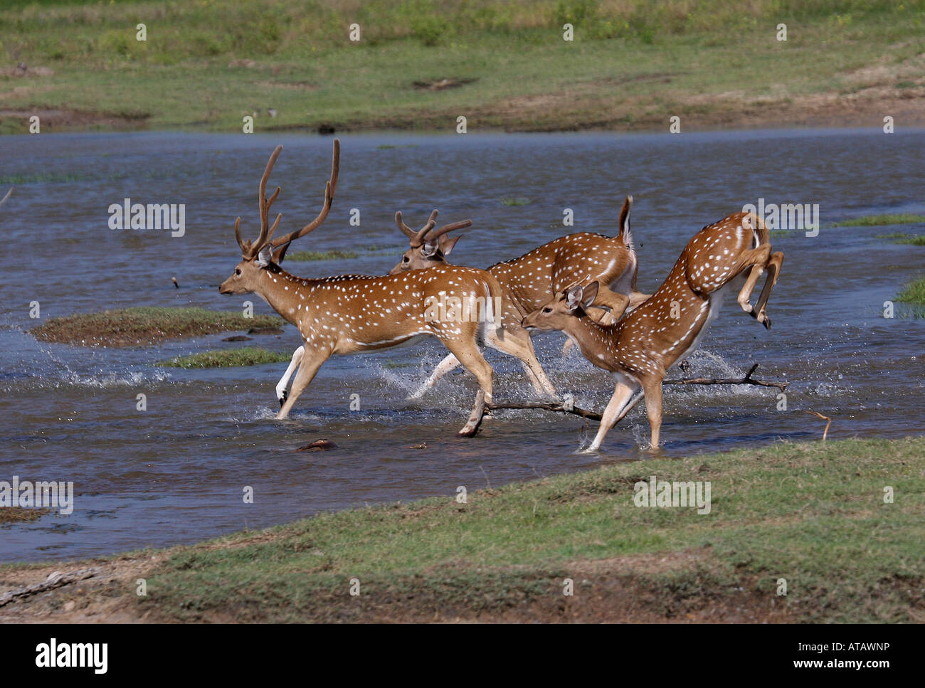Chital running hi-res stock photography and images - Alamy