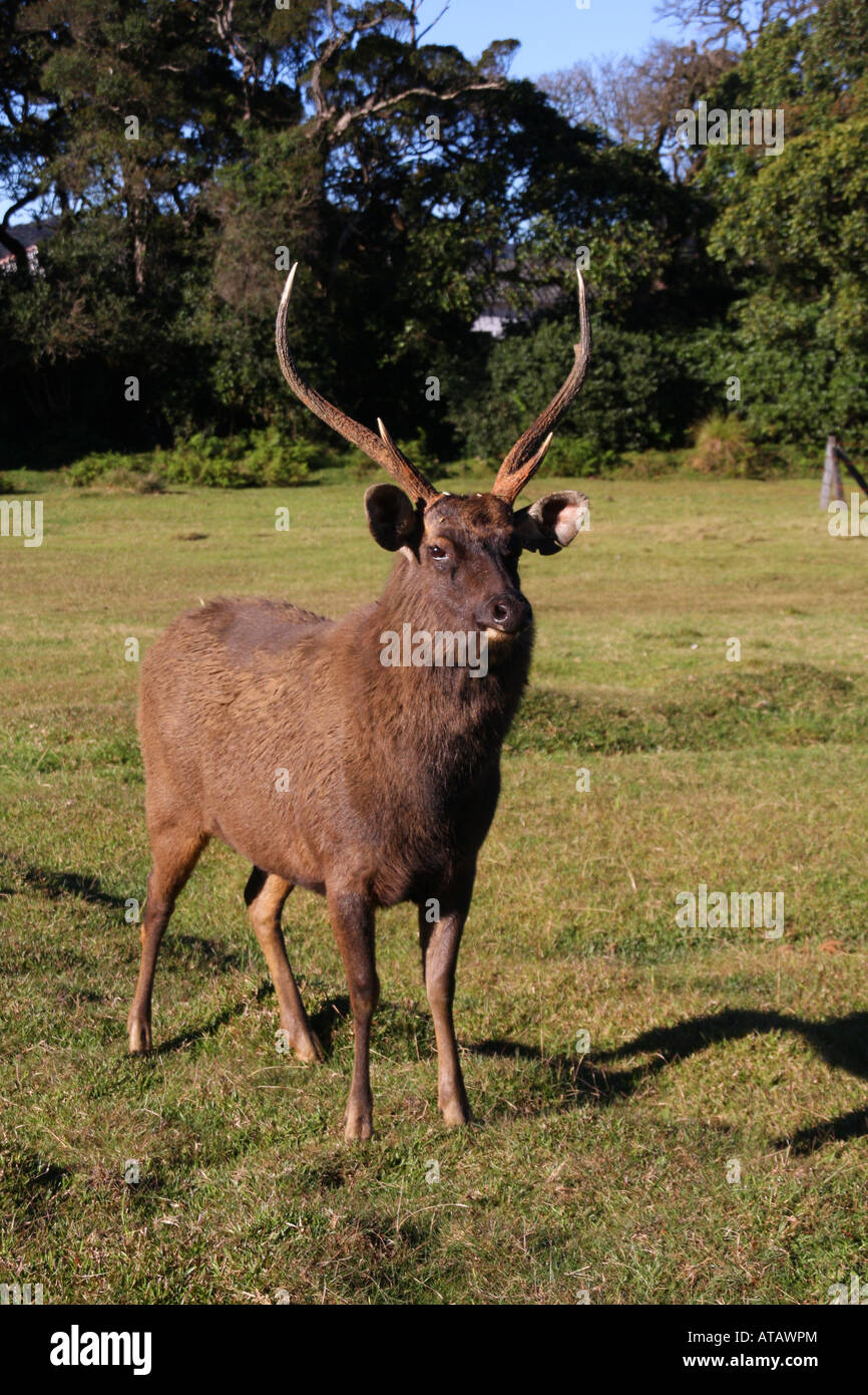male sambar deer Stock Photo - Alamy