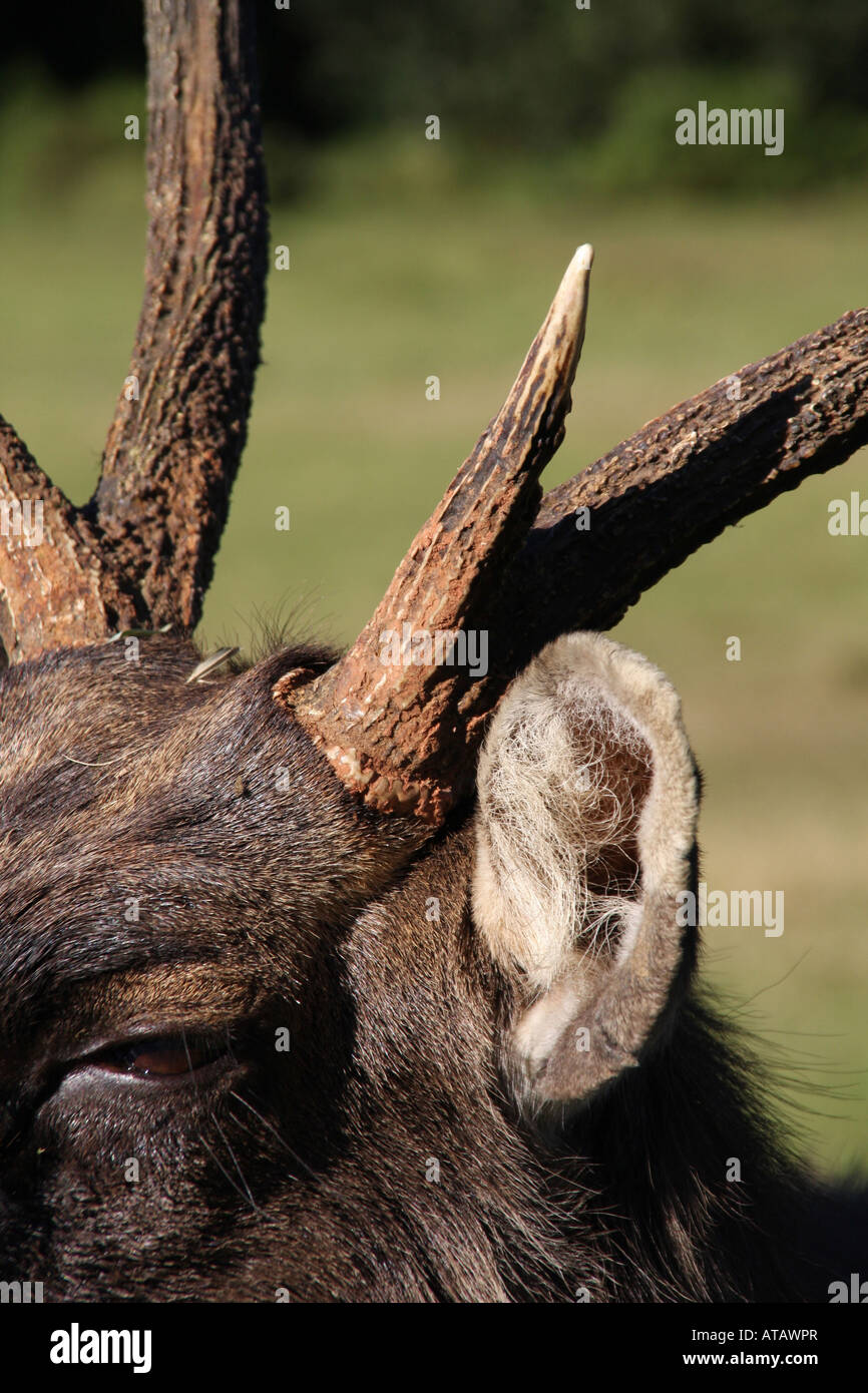 sambar deer eye ear horn antler Stock Photo - Alamy