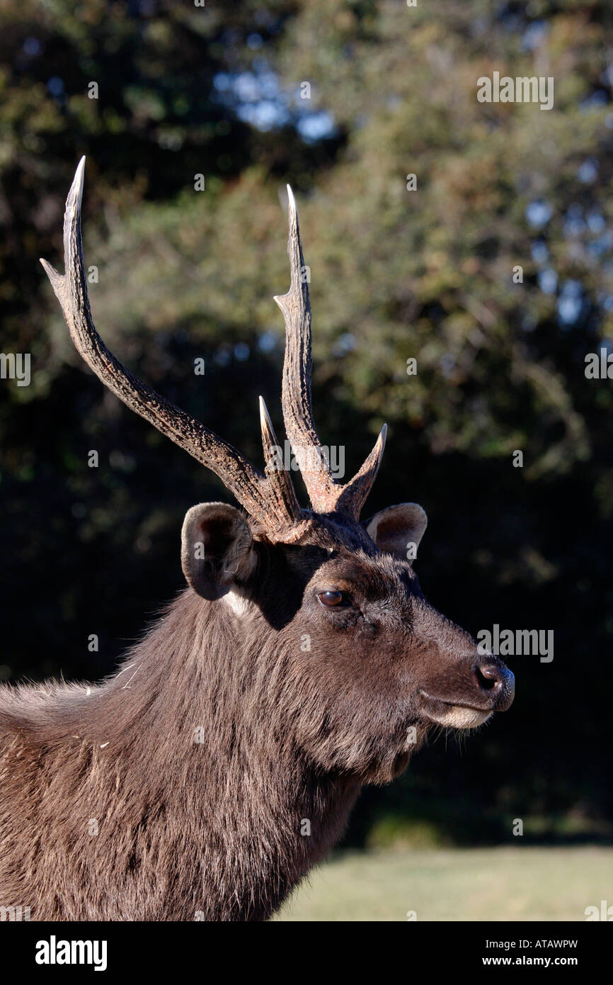 Sri lanka sambar deer hi-res stock photography and images - Alamy