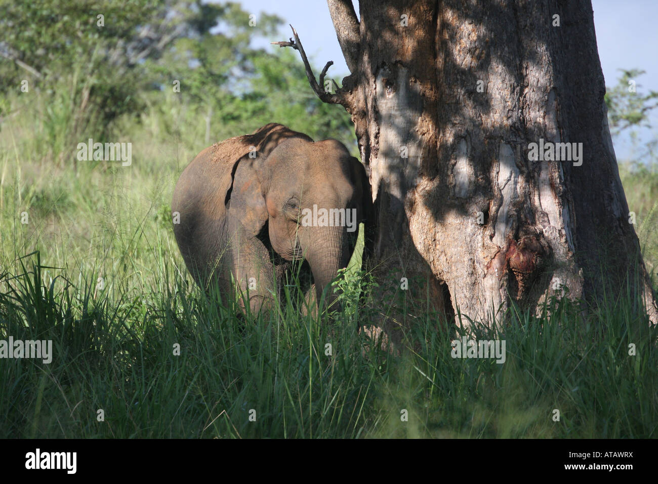 A well Camouflaged asiatic elephant Stock Photo - Alamy