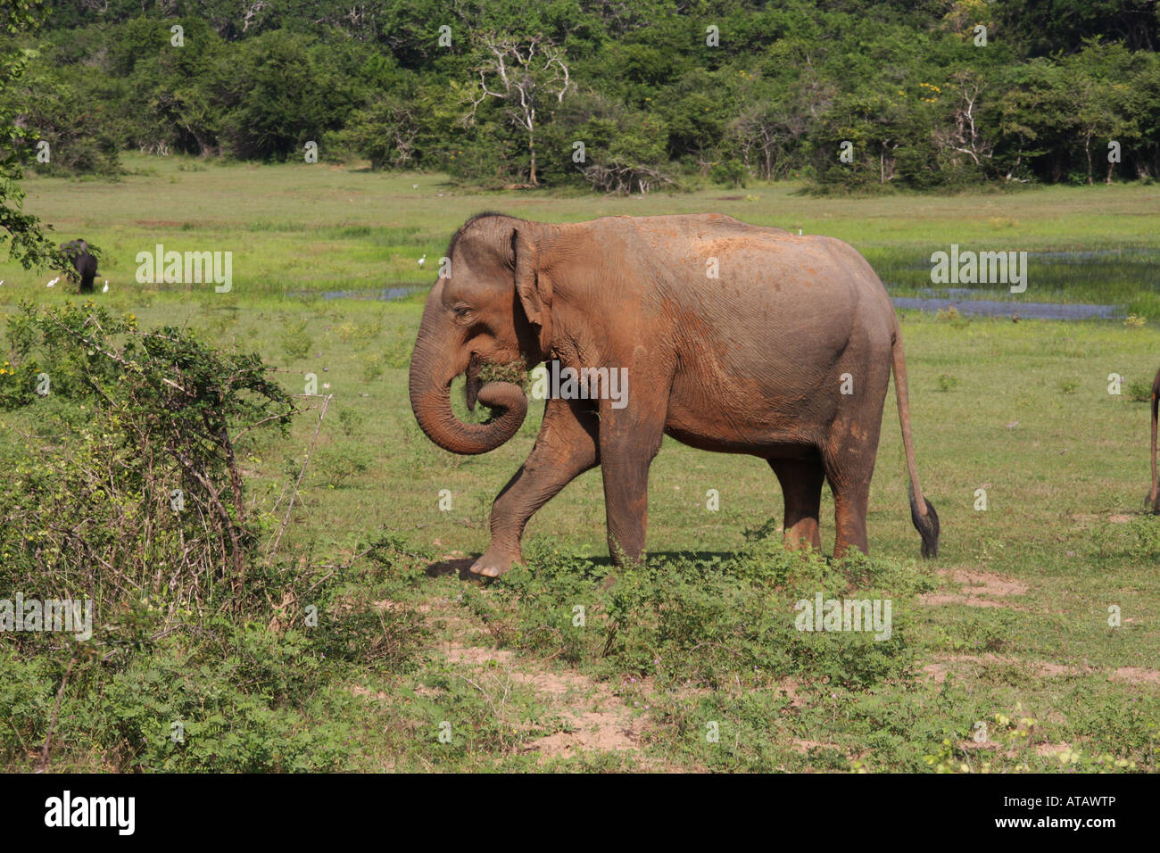Asiatic Elephant feeding Stock Photo - Alamy