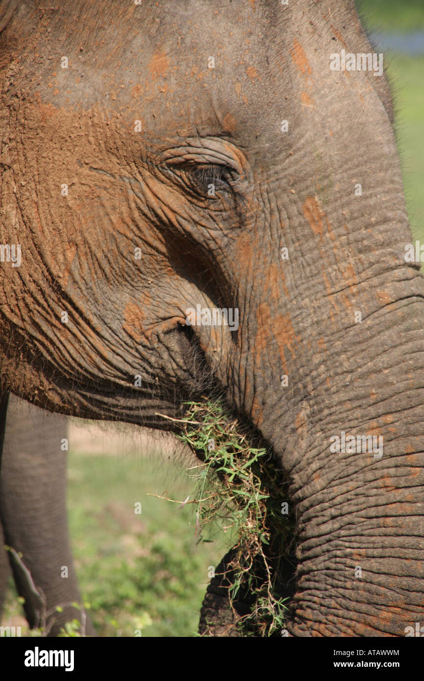 Asiatic elephant eating Stock Photo - Alamy