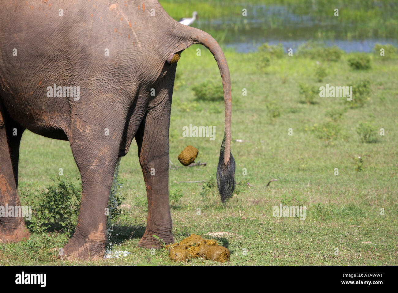 Defecate Defecating Stock Photos & Defecate Defecating Stock Images - Alamy