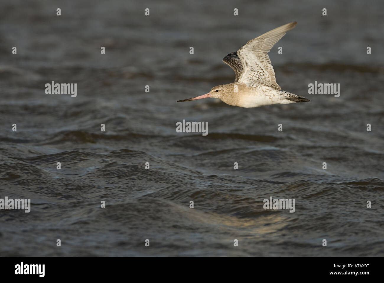 Bar Tailed Godwit In Flight