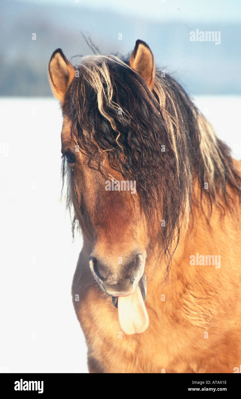 Stute hi-res stock photography and images - Alamy