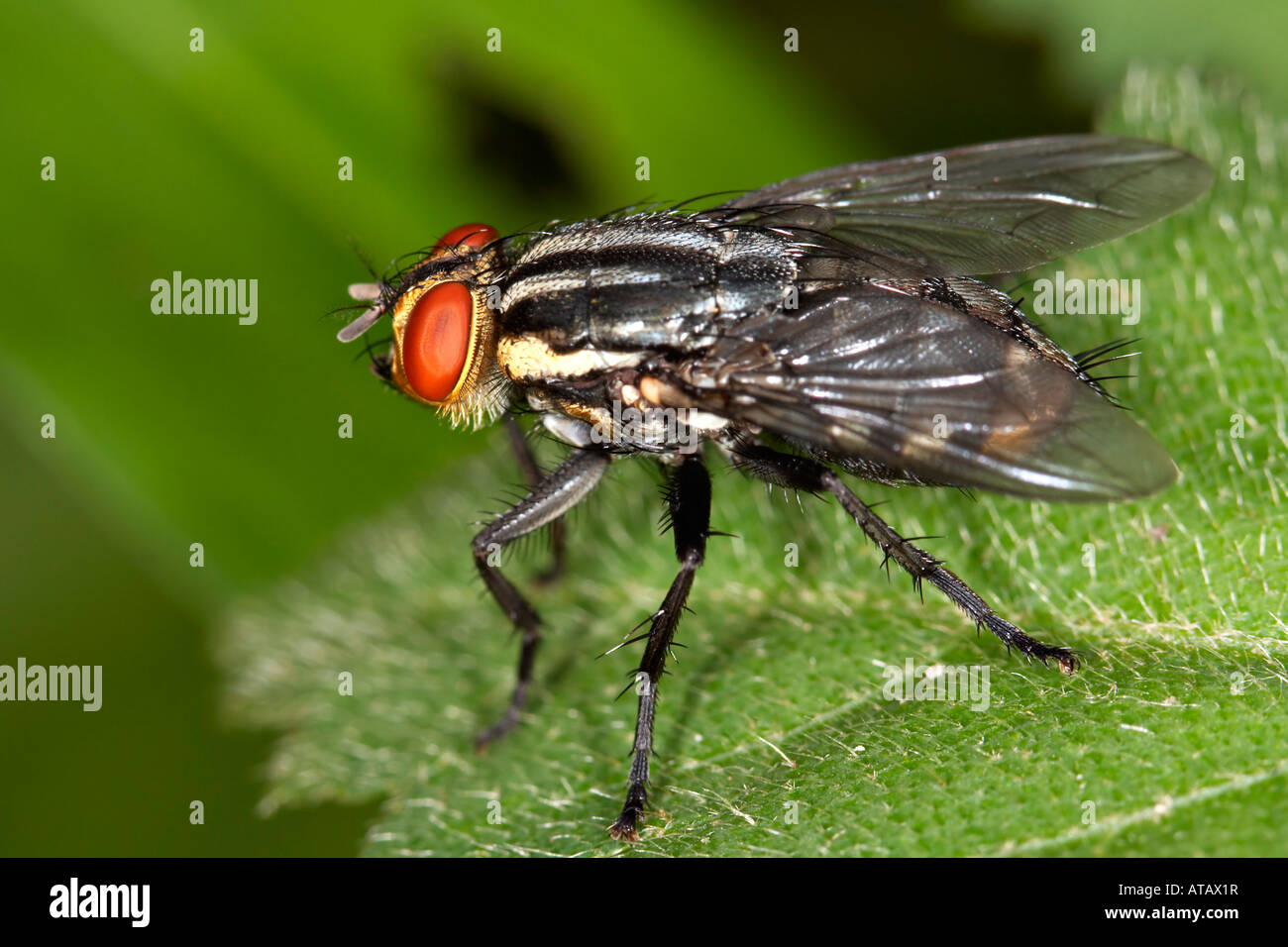 Mosca mosquito hi-res stock photography and images - Alamy