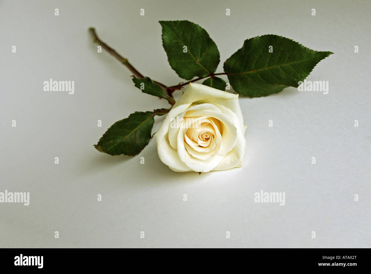 White rose on grey background Stock Photo - Alamy