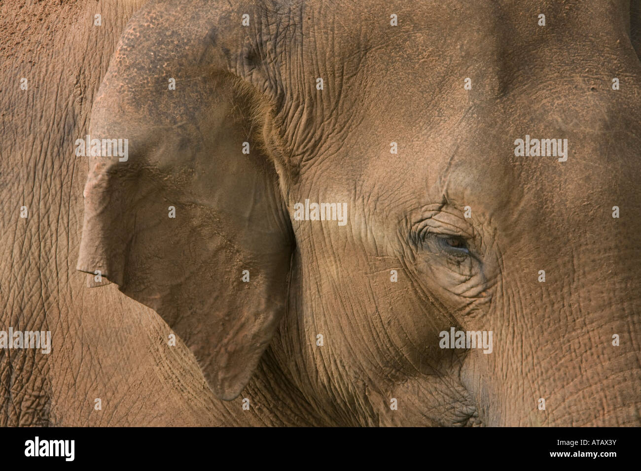 eye and ear of the asiatic elephant Stock Photo - Alamy