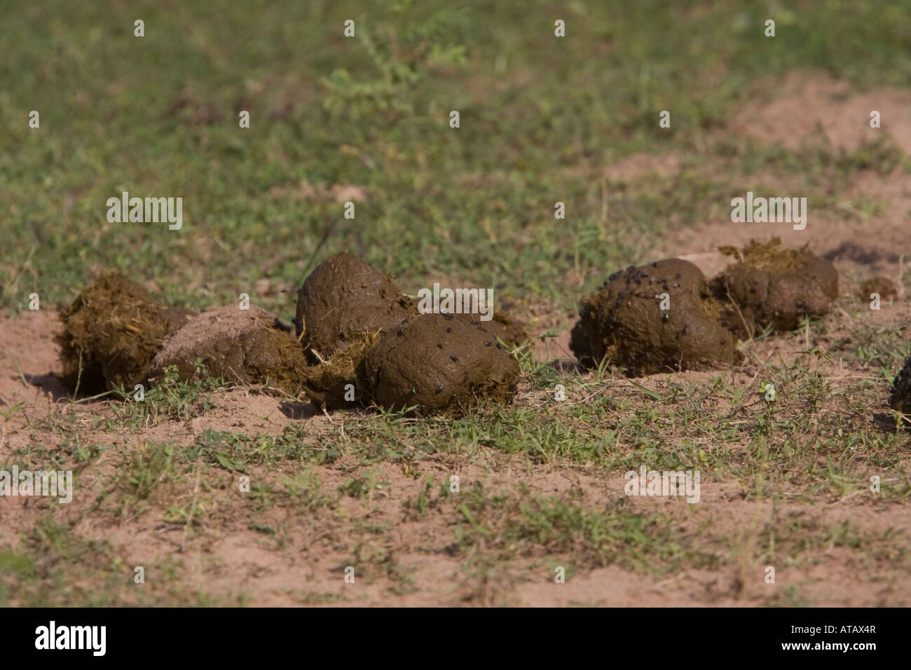dung from an asiatic elephant Stock Photo - Alamy