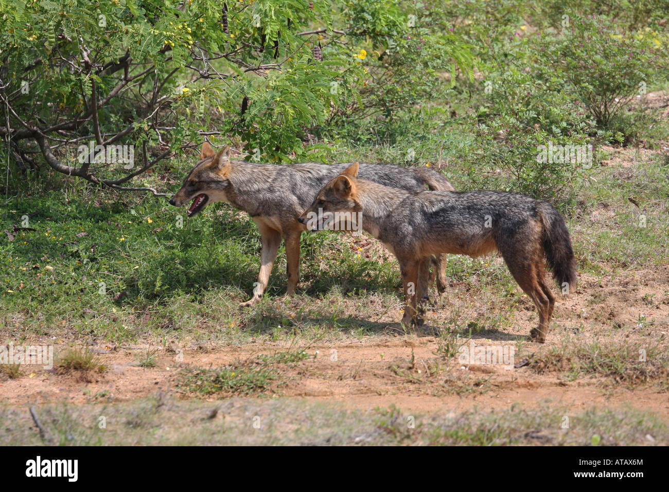 Adult pair of Golden or Asiatic Jackal with male smelling area of bush ...