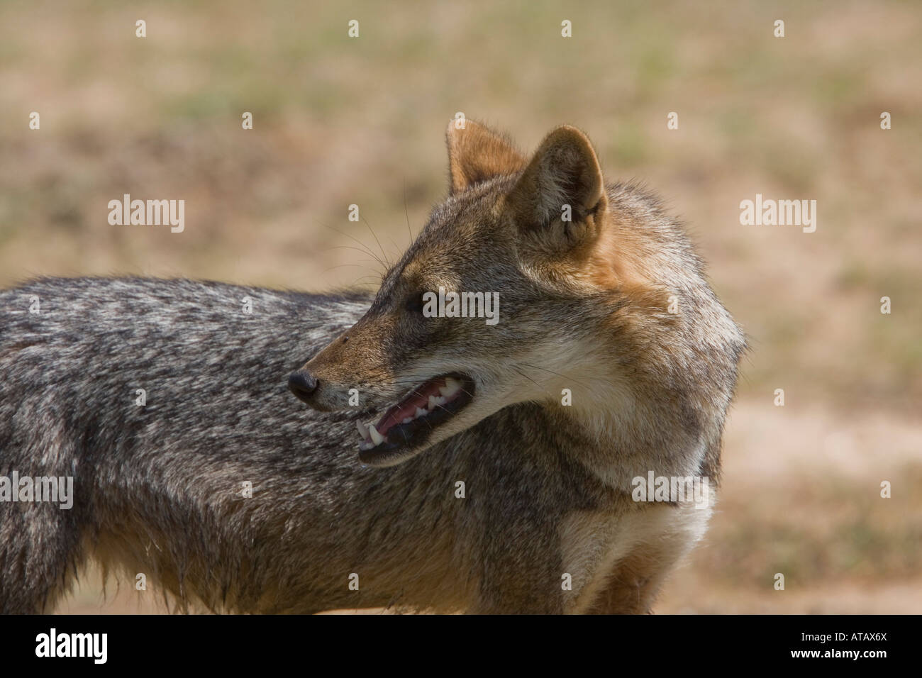 Jackal head hi-res stock photography and images - Alamy