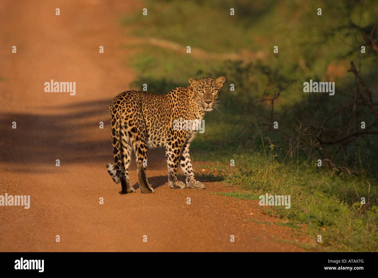 asiatic leopard in yala national park sri lanka Stock Photo - Alamy