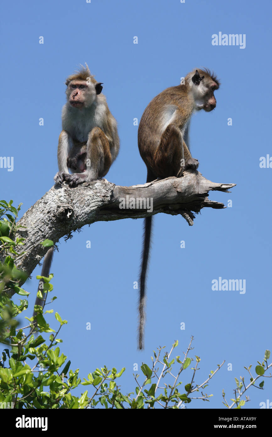 toque monkey yala national park Stock Photo - Alamy