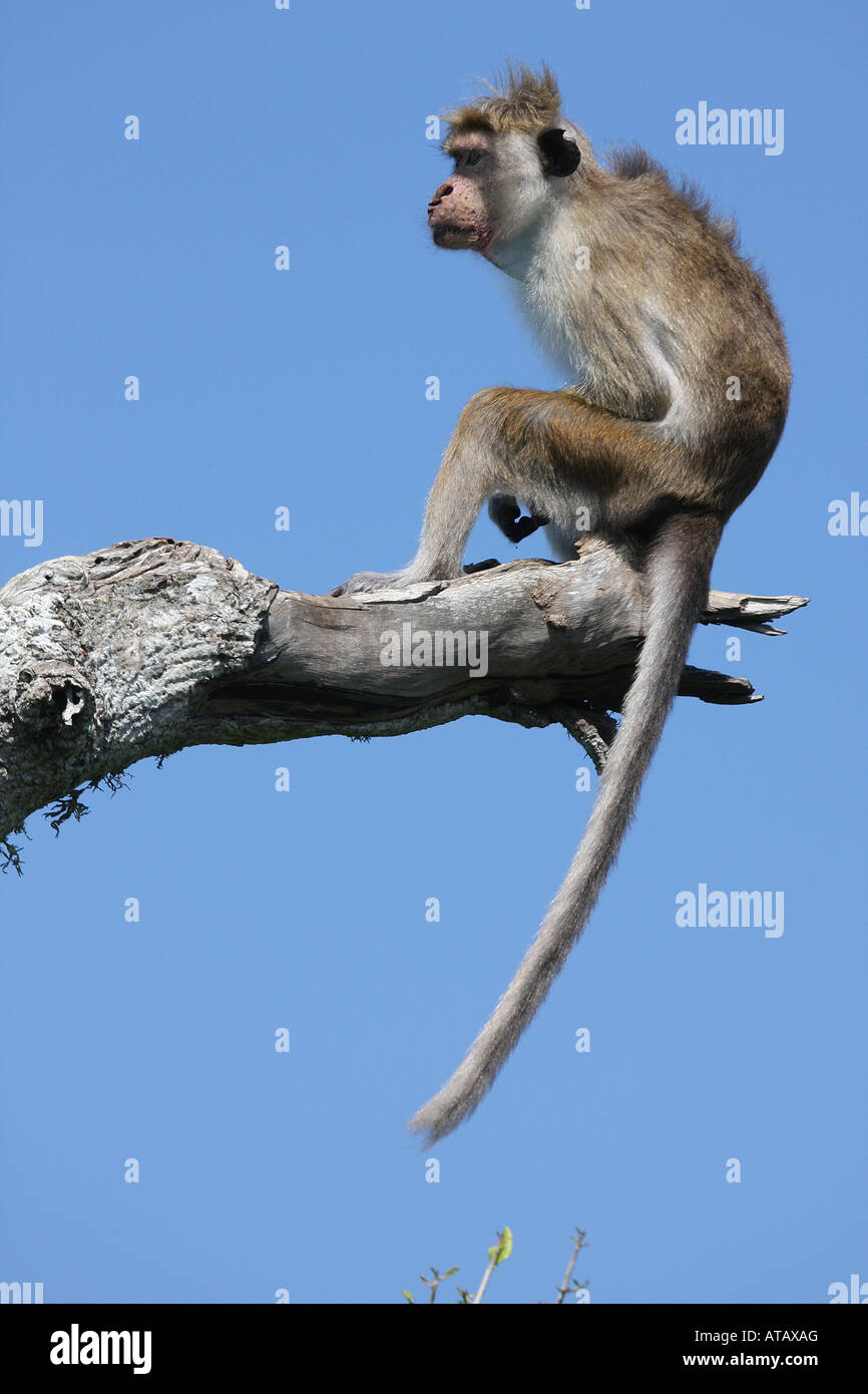 toque monkey yala national park sri lanka Stock Photo - Alamy