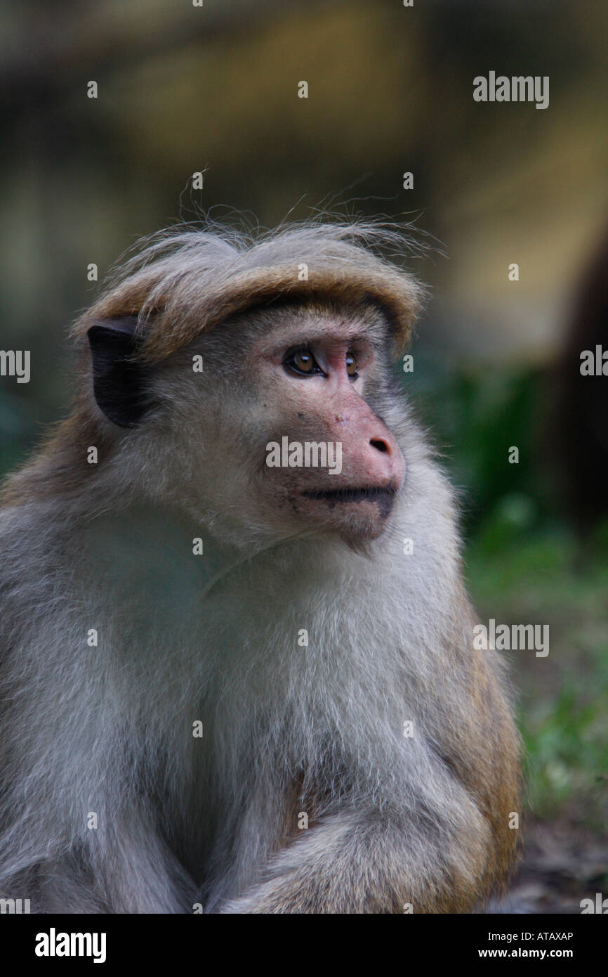 mountain race of the Toque Monkey Stock Photo - Alamy