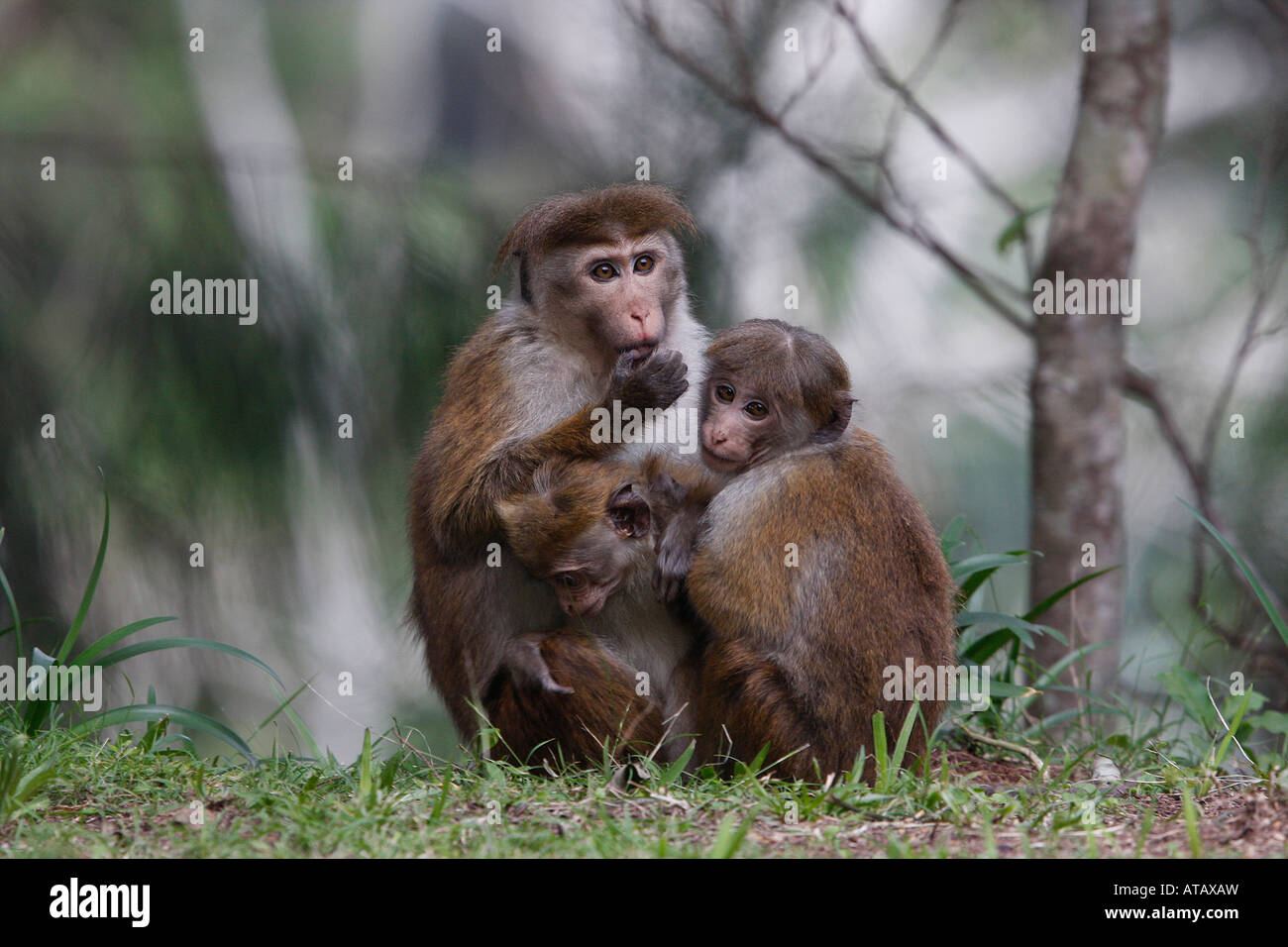mountain race of the Toque Monkey Stock Photo - Alamy