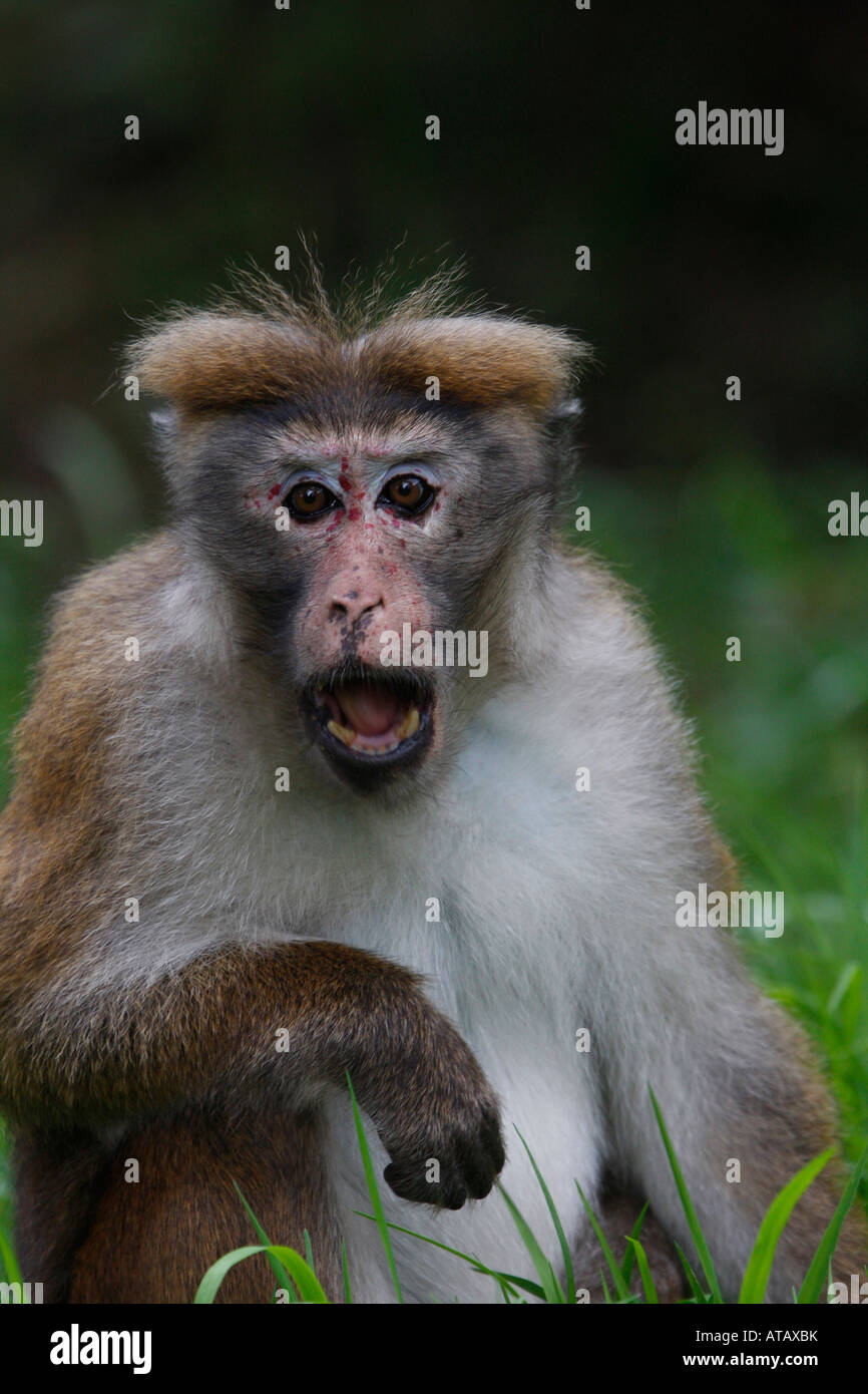 mountain race of the Toque Monkey Stock Photo - Alamy