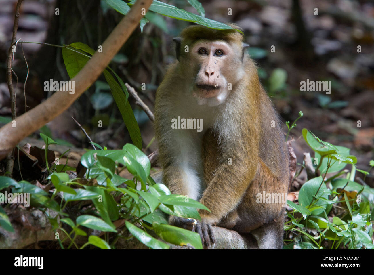 mountain race of the Toque Monkey Stock Photo - Alamy
