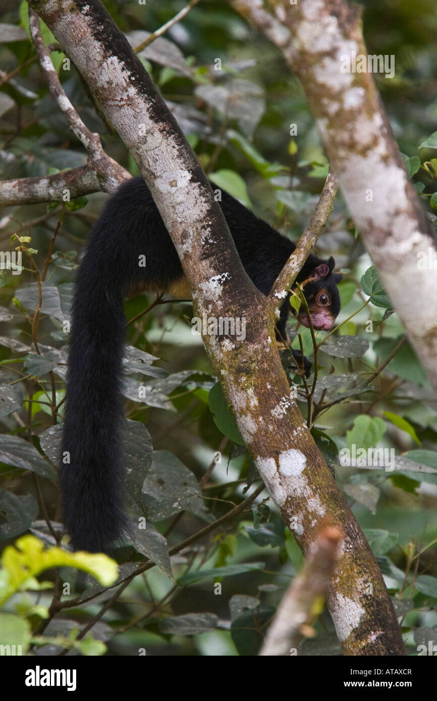 Sri Lanka or Grizzled giant Squirrel at Sinharaja Rainforest Stock ...
