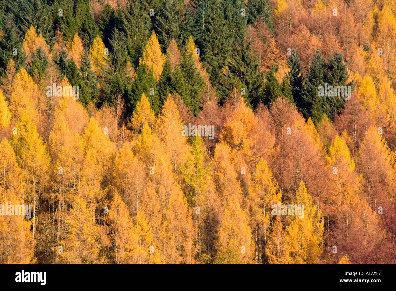 FALL COLOURS IN SCOTLAND Stock Photo - Alamy