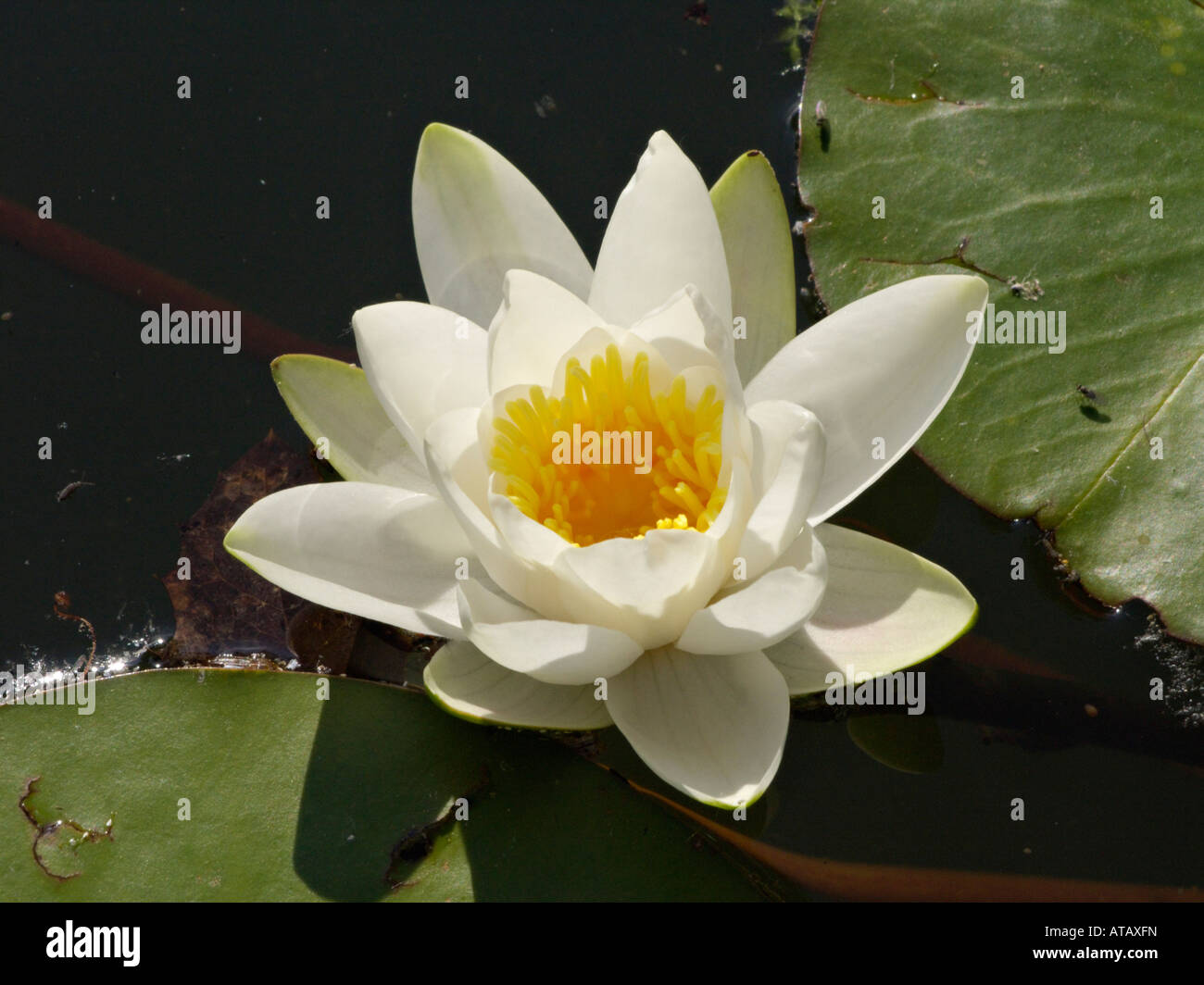 White water lily (Nymphaea alba Stock Photo - Alamy
