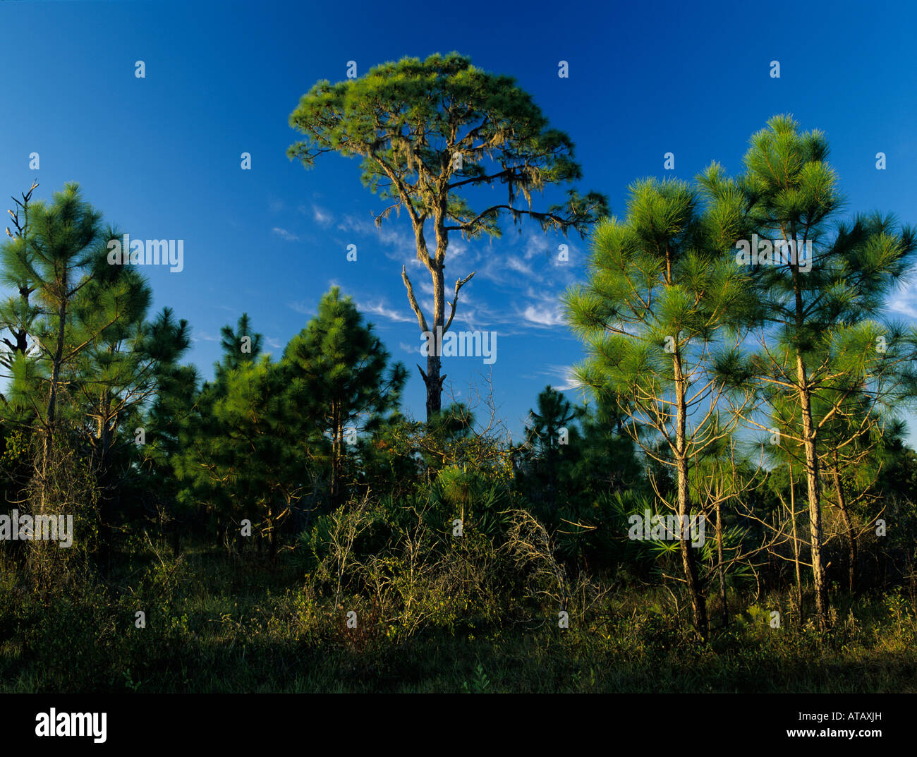 Pine trees Oscar Scherer State Park Florida December 1998 Stock Photo ...