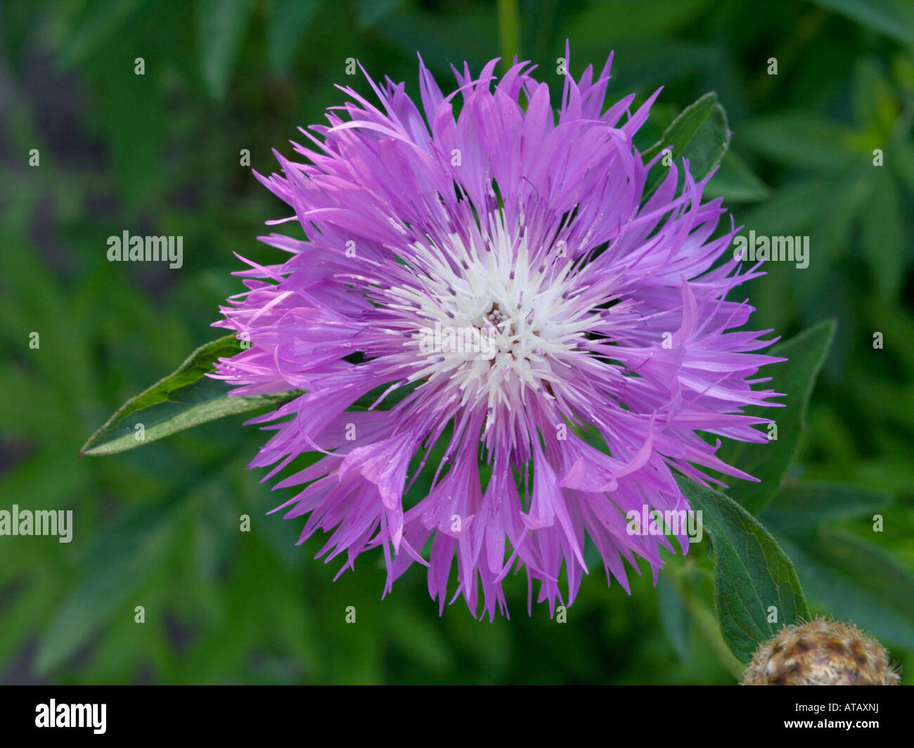 Persian cornflower (Centaurea dealbata Stock Photo - Alamy