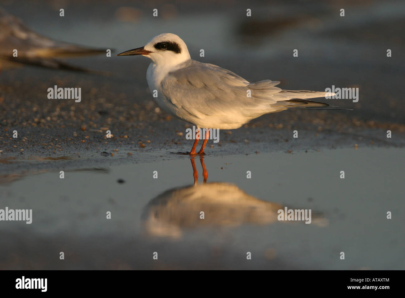 Forsters tern sterna forsteri on beach hi-res stock photography and ...