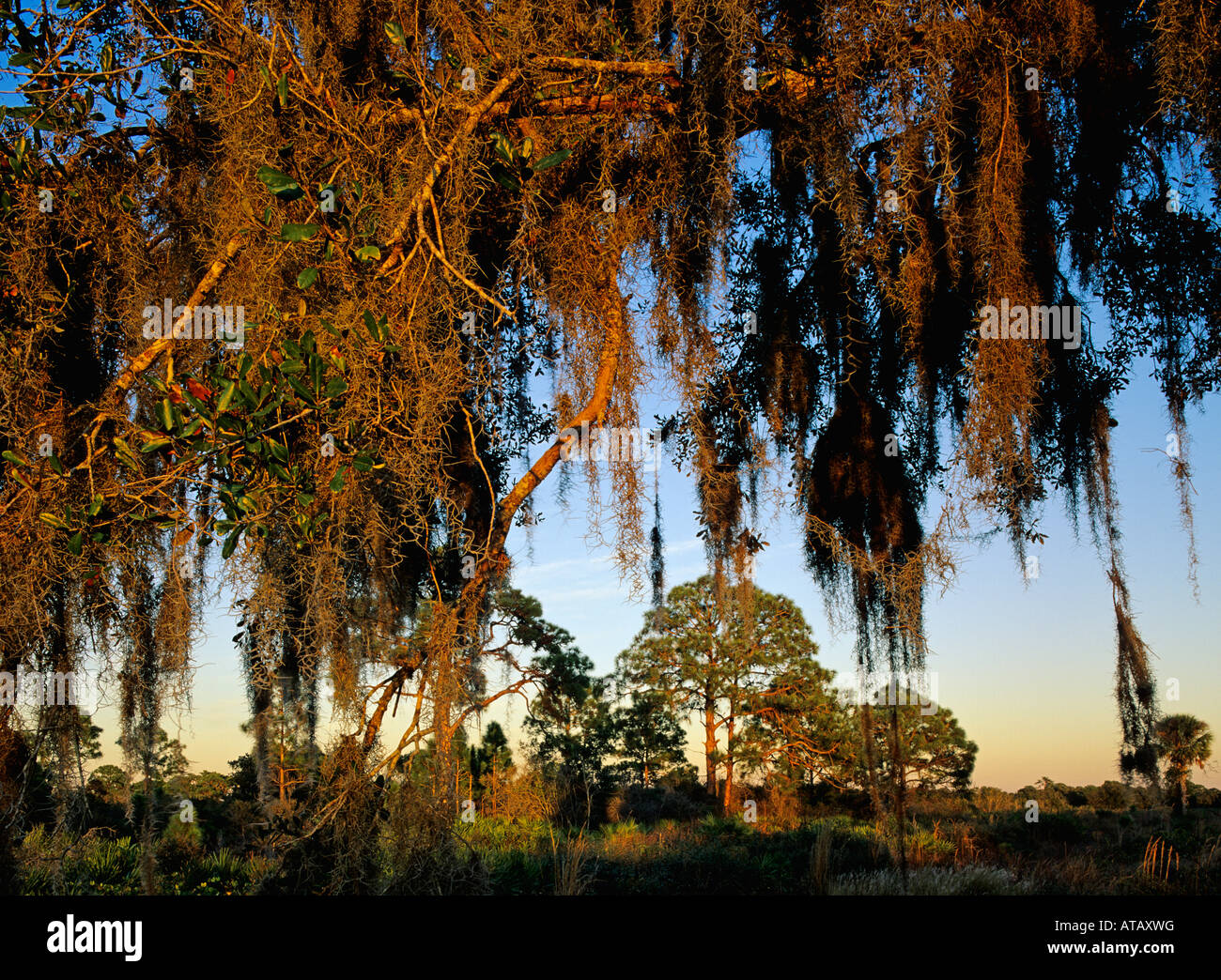 Pine trees at sunset Oscar Scherer State Park Florida December 1998 ...