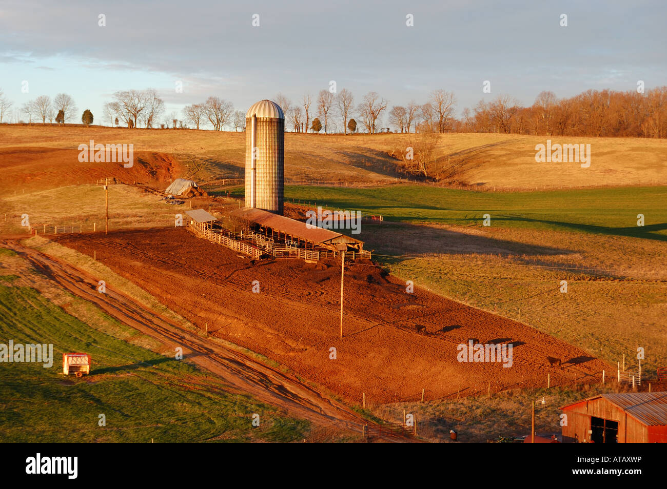 Early morning sunrise image of a cattle farm. (Vertical also available ...