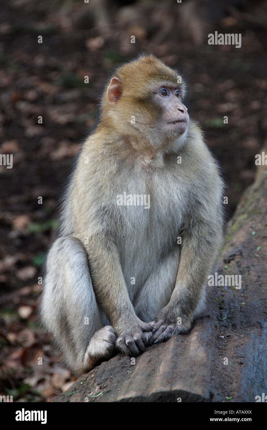 Barbary Macaque Monkey Stock Photo - Alamy