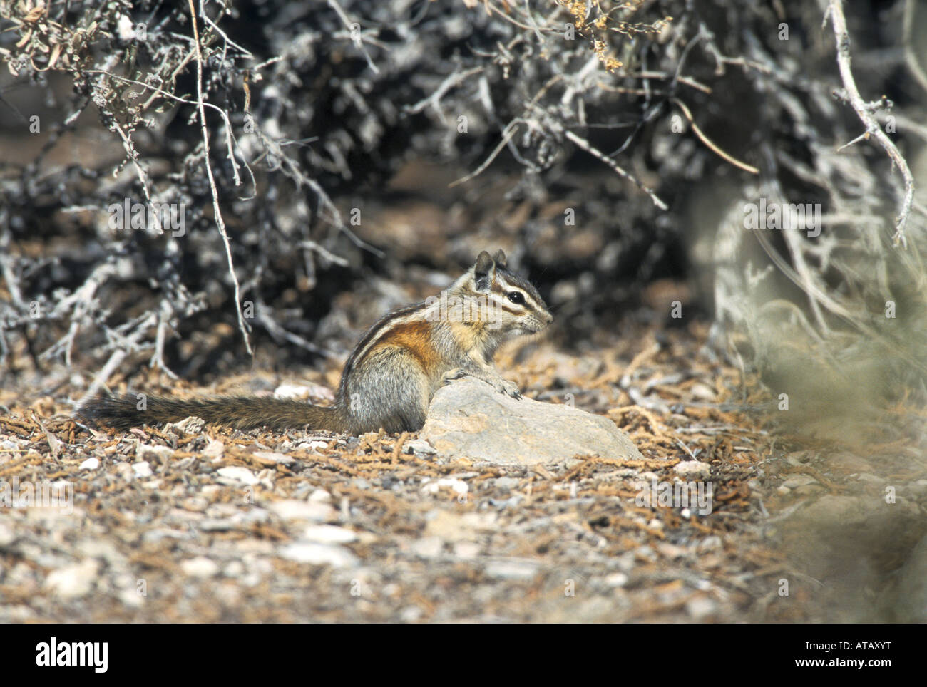 Panamint Chipmunk Tamius panamintinus Stock Photo - Alamy