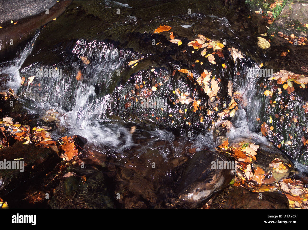 welsh mountain stream autumn leaves wales Stock Photo - Alamy