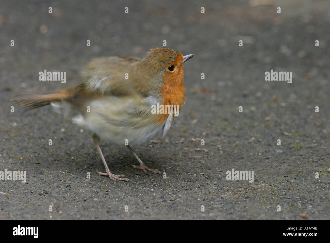 Shaking robin hi-res stock photography and images - Alamy