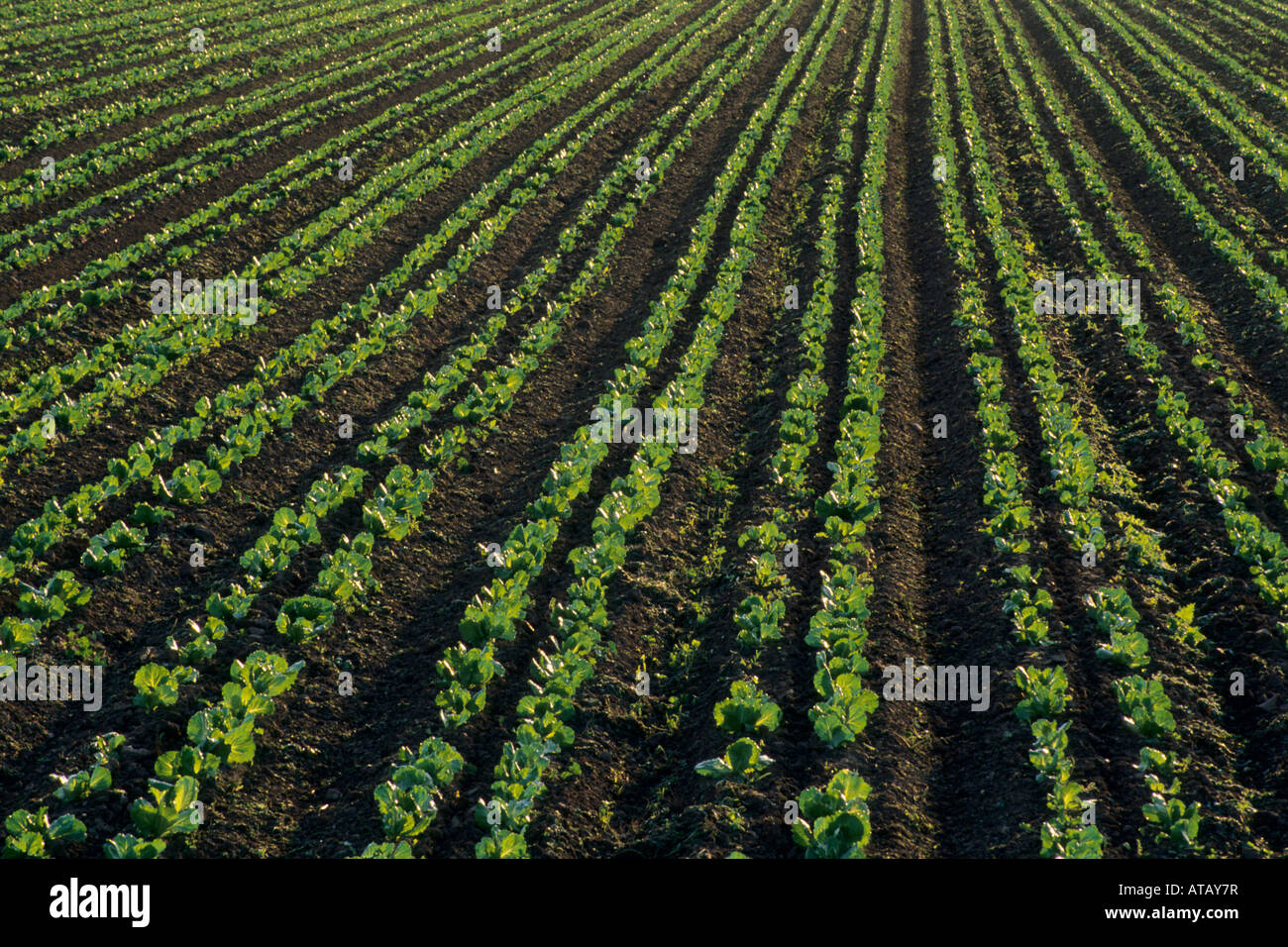 Grow along the ground hi-res stock photography and images - Alamy