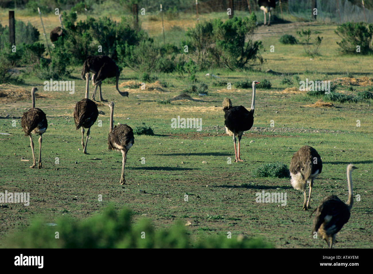 Ostrich Ranch near Solvang Santa Barbara County California Stock Photo ...