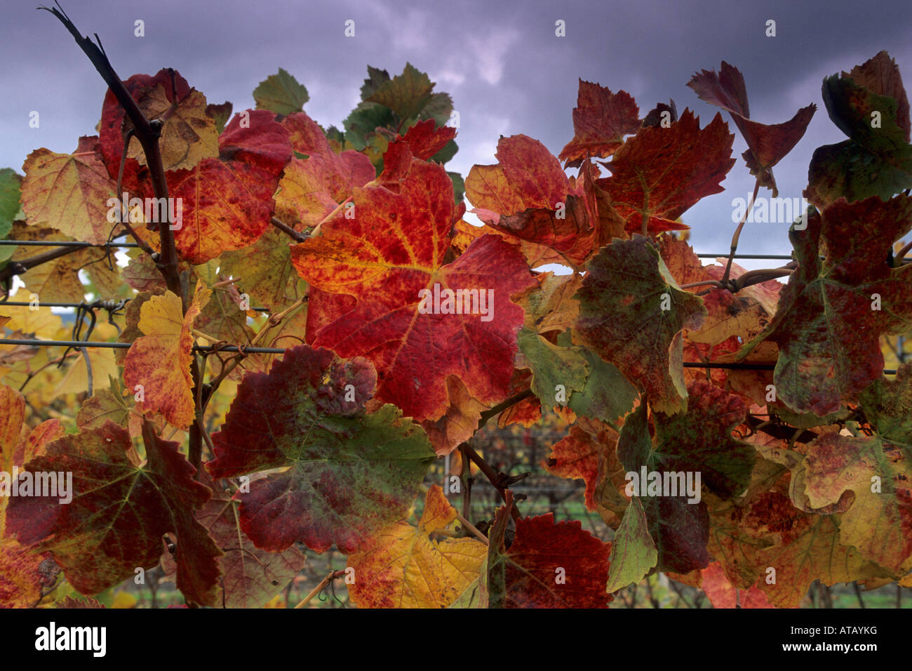 Grape leaves turning red in autumn hi-res stock photography and images ...