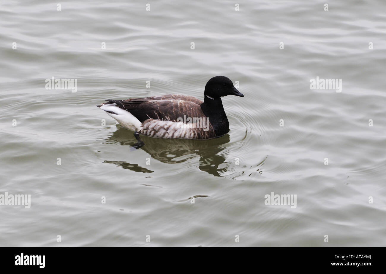 A brant swimming in the Hudson River near Battery Park Stock Photo - Alamy