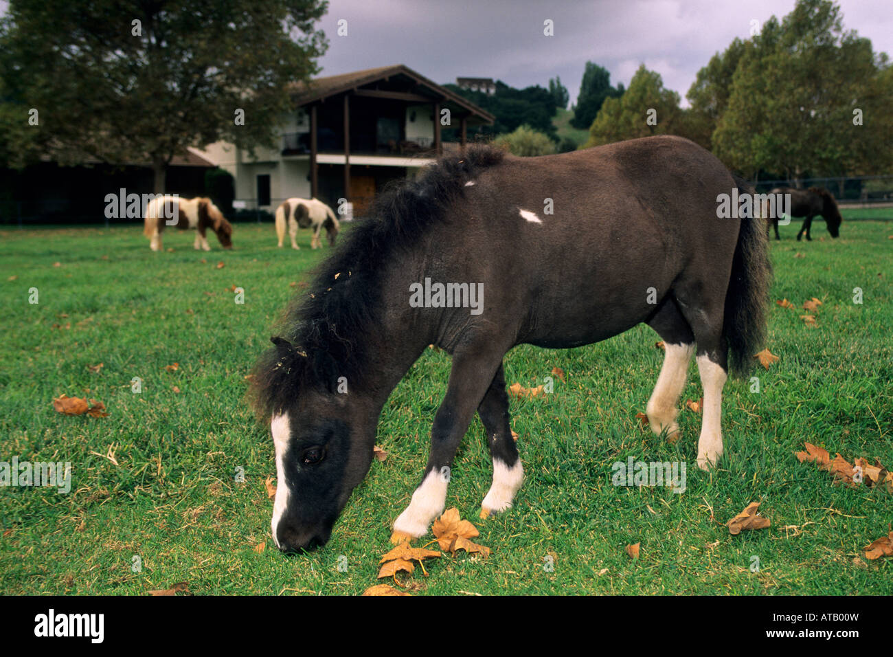 Miniature Horses at Quicksilver Ranch Los Olivos Santa Barbara County ...